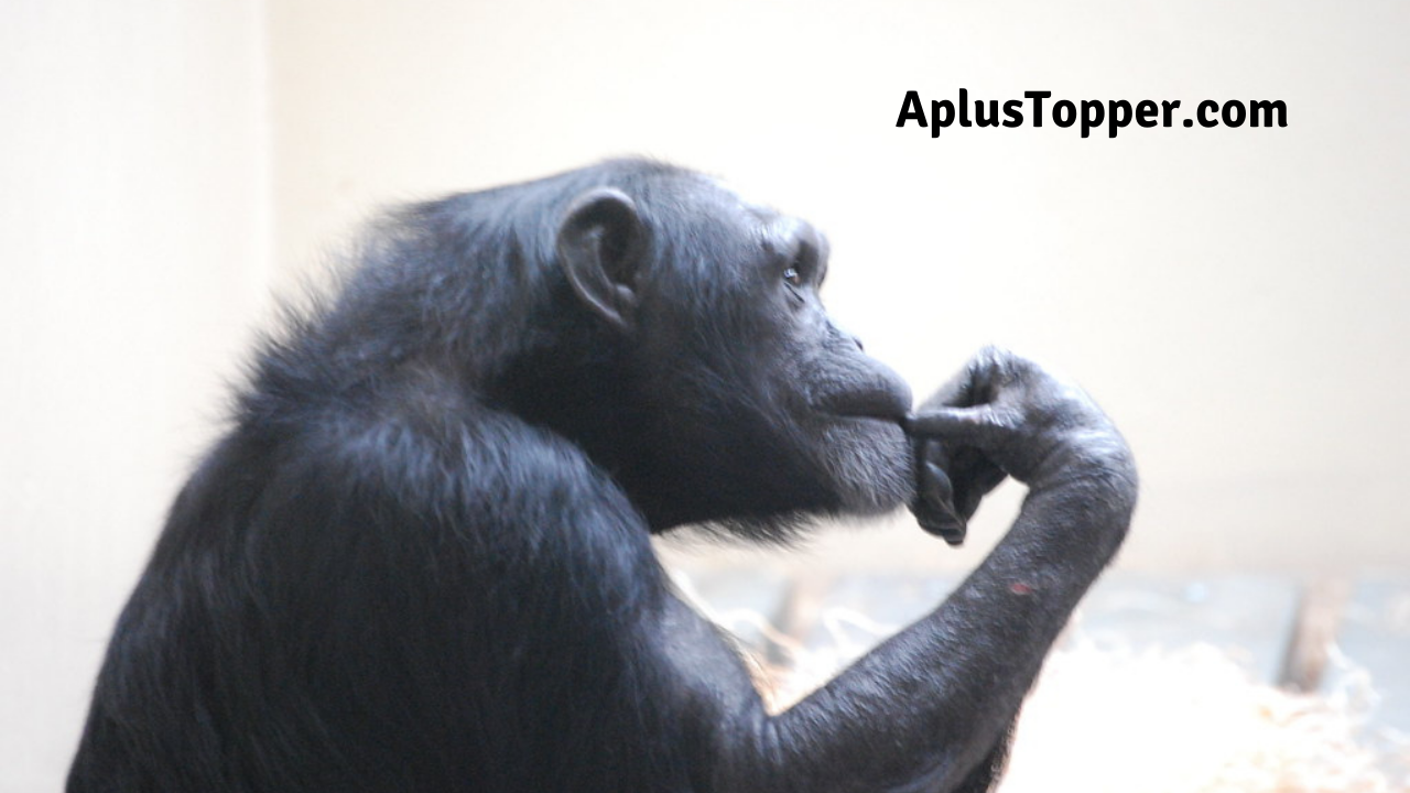 Can Animals Think Free Essay Example, Can Animals Think and Feel? - A ...