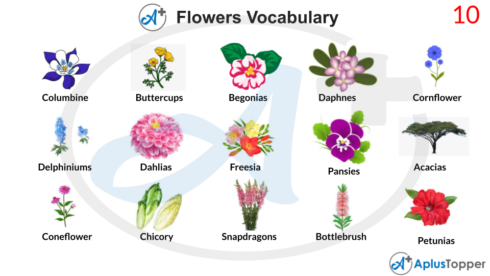 Flowers Vocabulary | List of Flower Names Vocabulary With Description ...