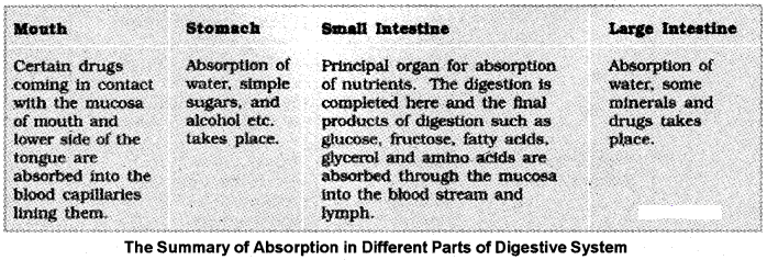 Plus One Zoology Notes Chapter 5 Digestion and Absorption - A Plus Topper