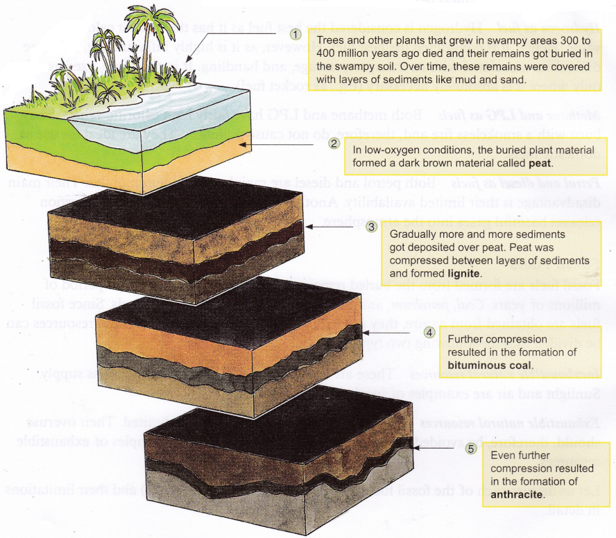 Formation Of Coal And Petroleum